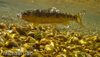 The Ecological Angler - Fly Fishing Golden Trout Creek