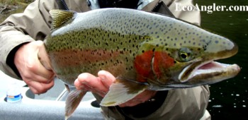 The Ecological Angler - Steelhead