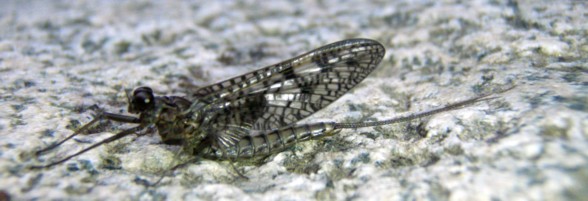 The Ecological Angler - Fly Patterns